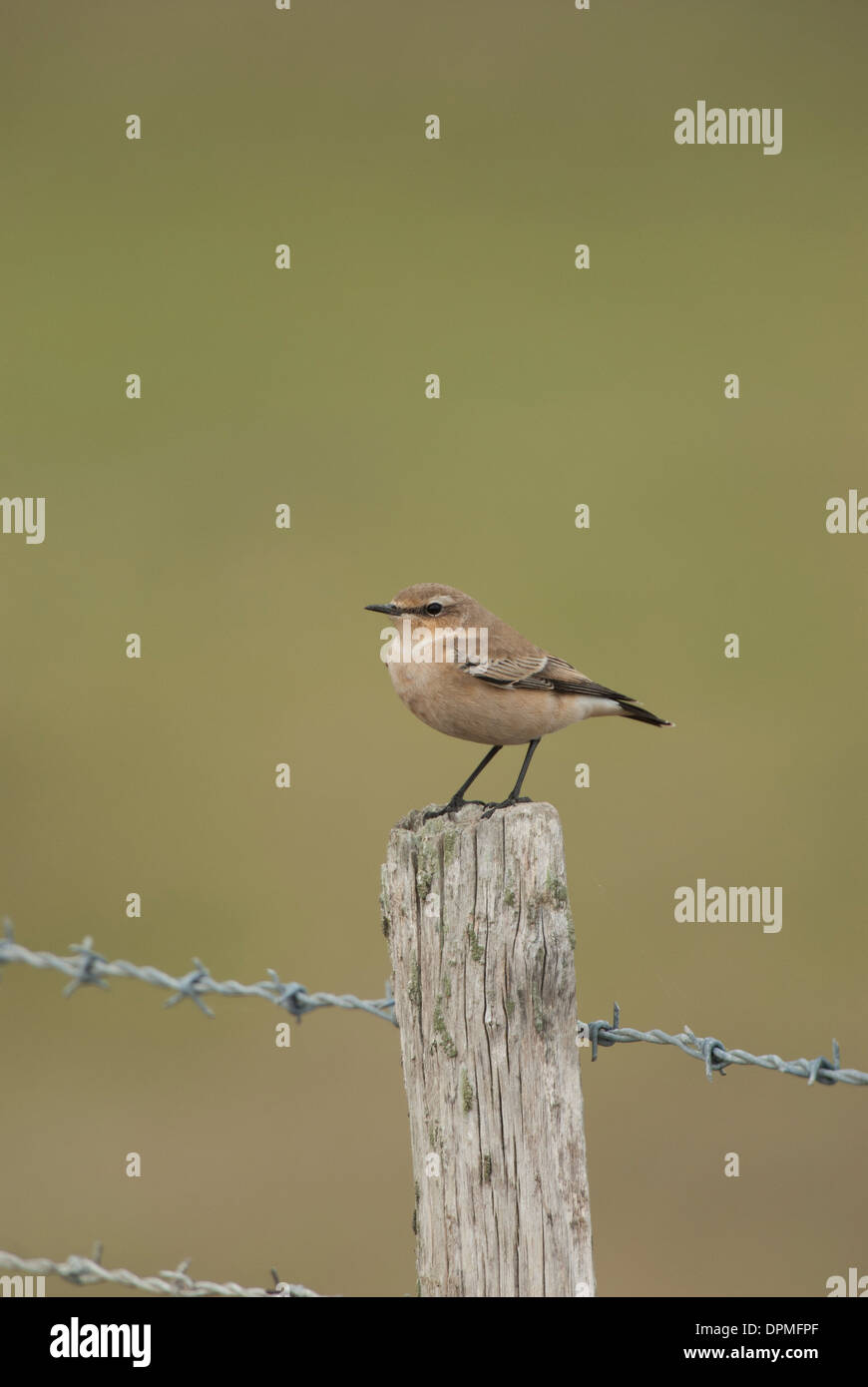 Northern wheatear migration hi-res stock photography and images - Alamy