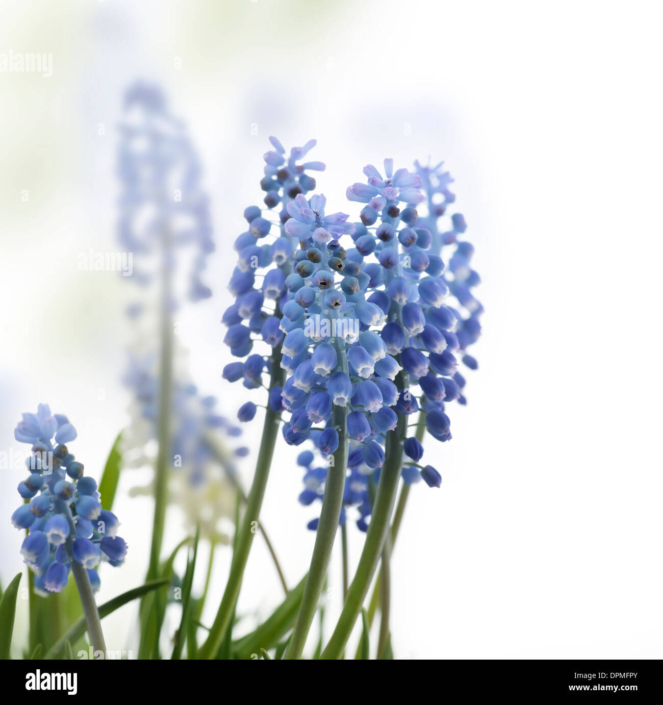 Blue and white muscari hi-res stock photography and images - Alamy