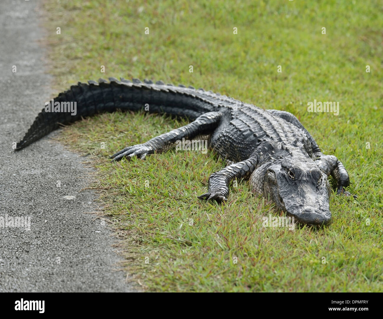 American alligator resting hi-res stock photography and images - Alamy