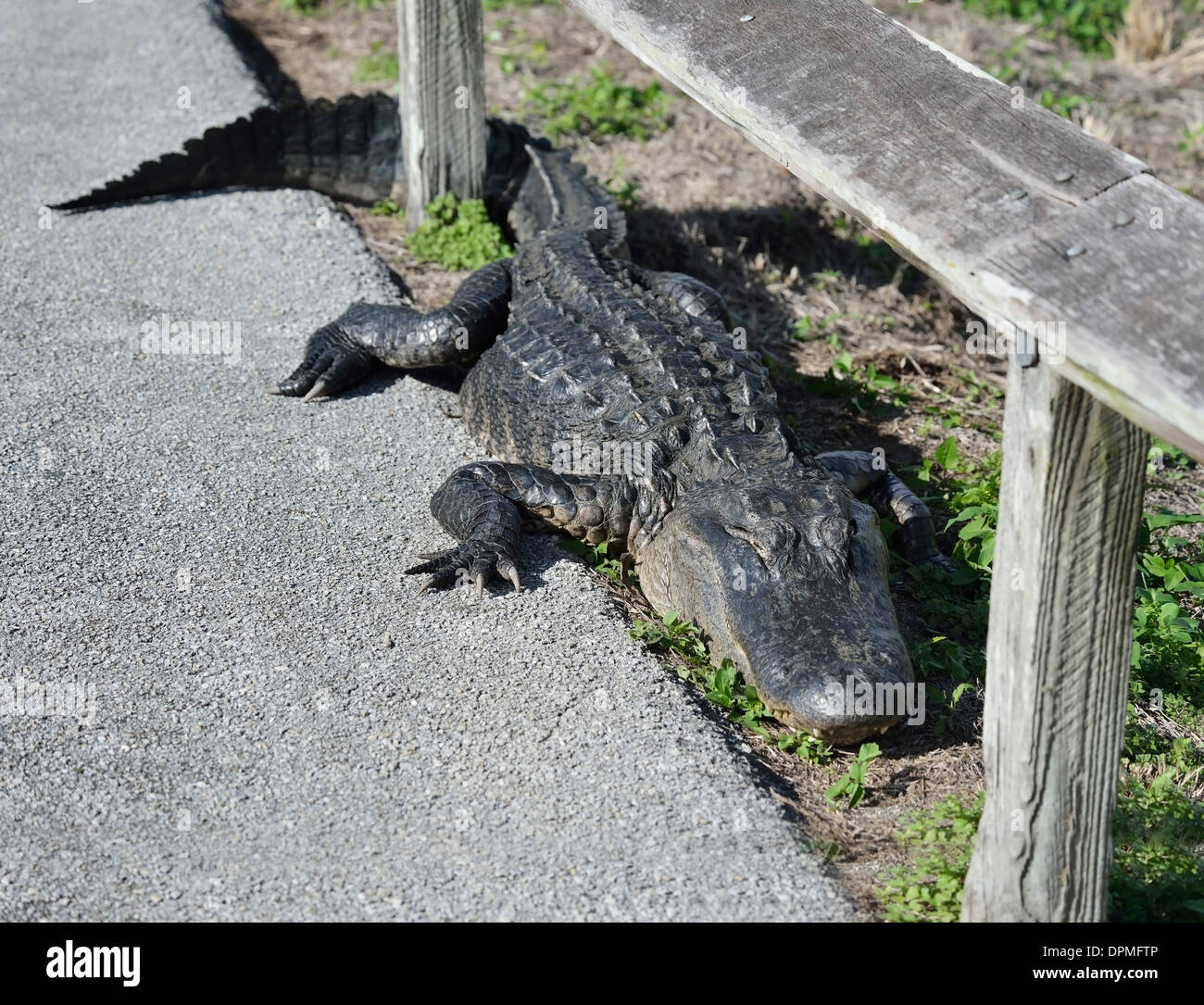 Alligator florida road hi-res stock photography and images - Alamy