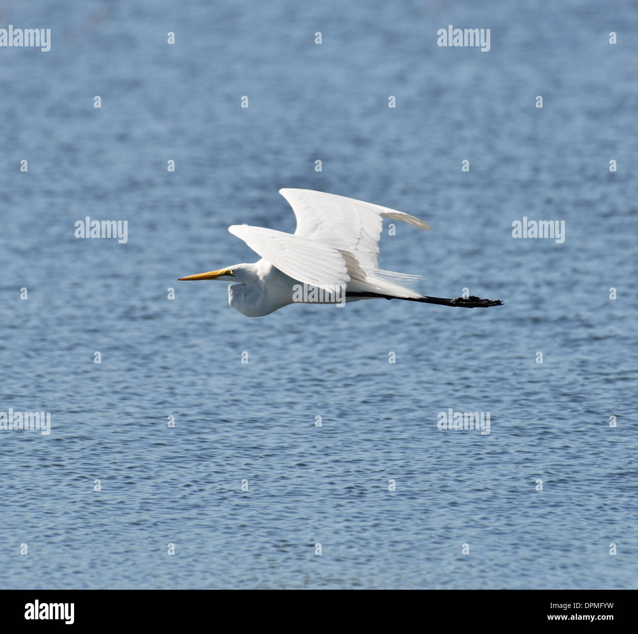 Great White Egret In Flight Stock Photo - Alamy