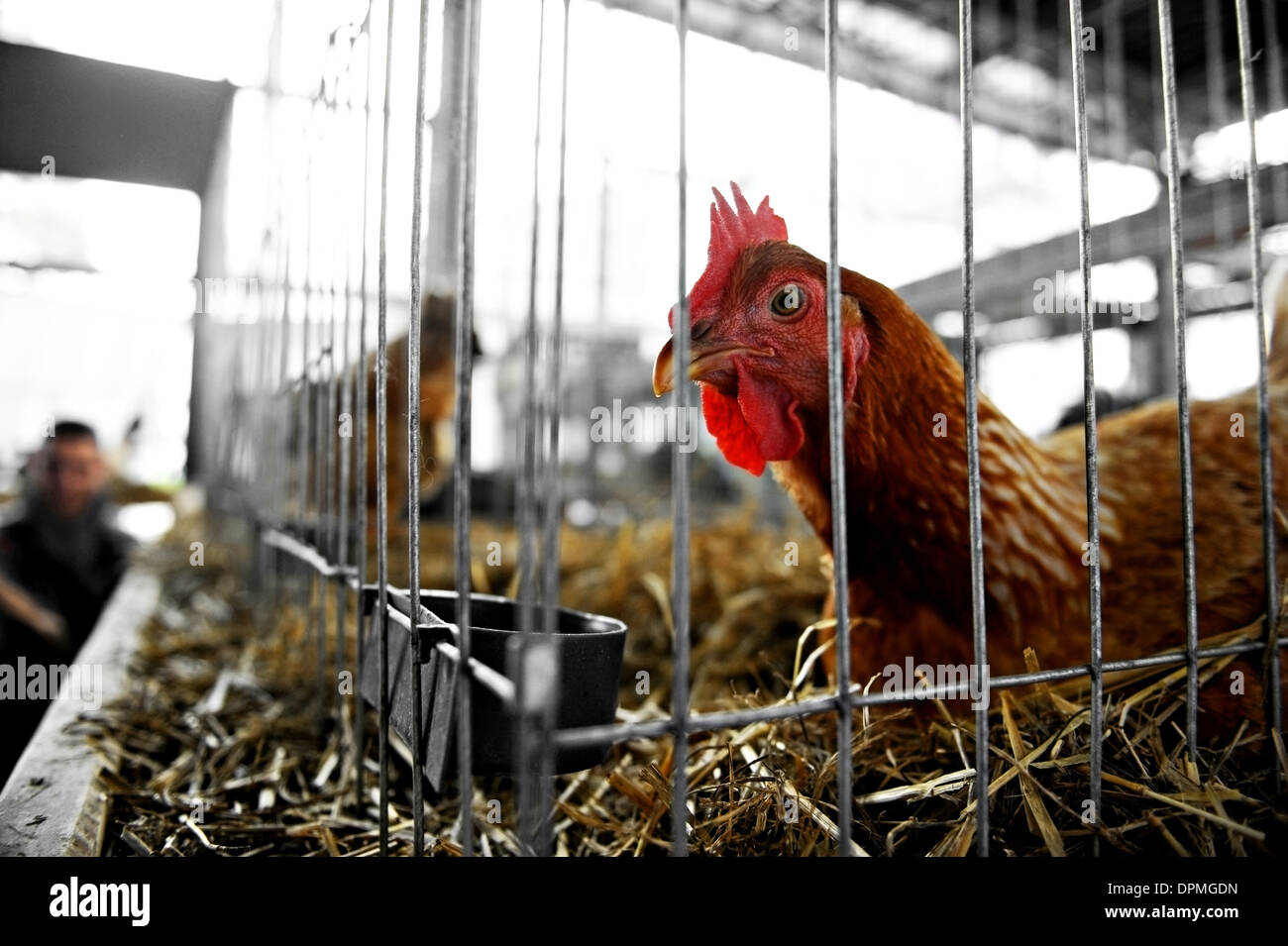 Farm chicken inside a cage at an agricultural fair Stock Photo - Alamy