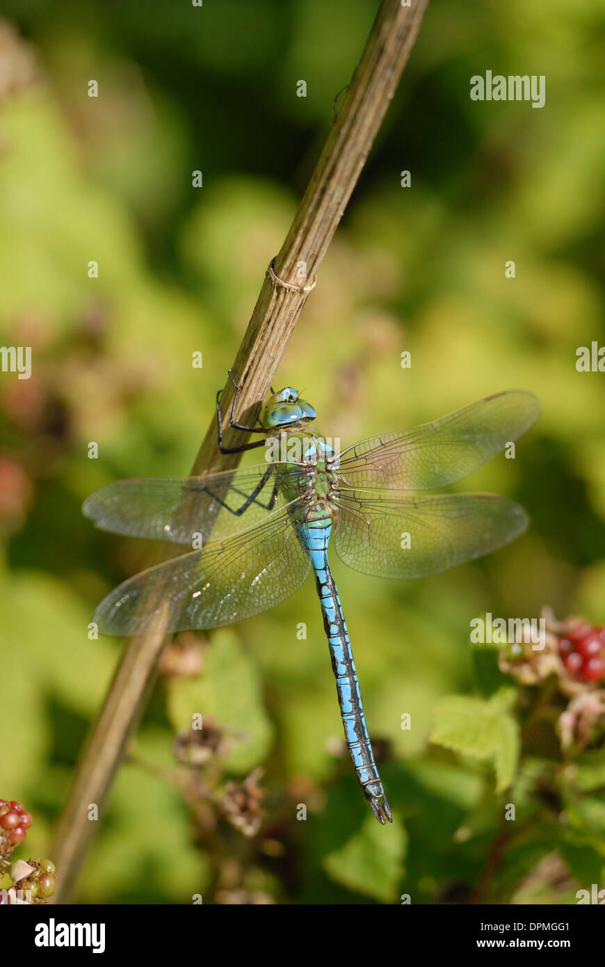 Emperor dragonfly (Anax imperator). Mature male Stock Photo - Alamy