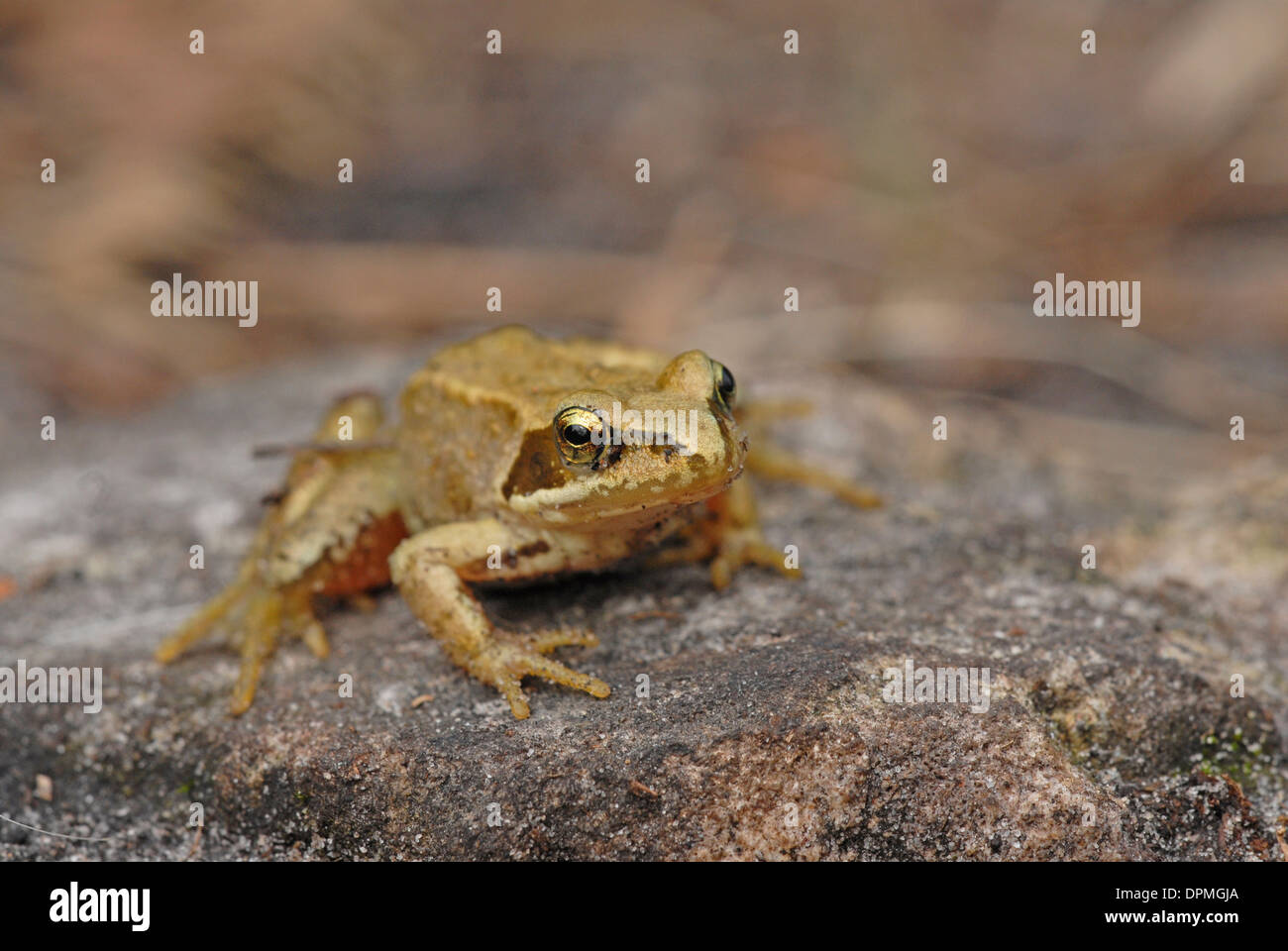 Amphibian common frog rana temporaria wildlife hi-res stock photography ...