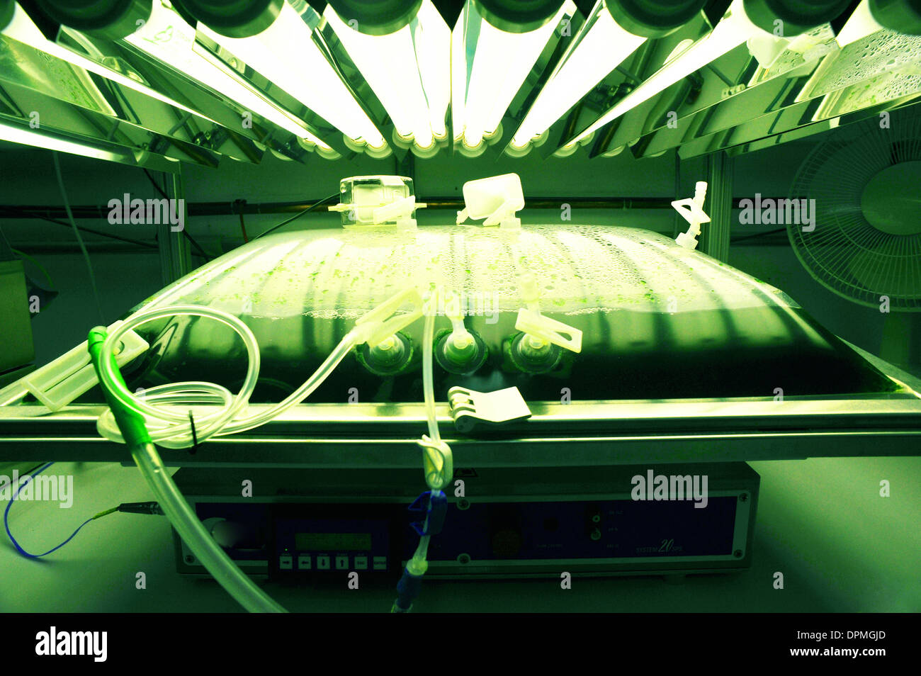 cultivating plants cells in a lab Stock Photo - Alamy