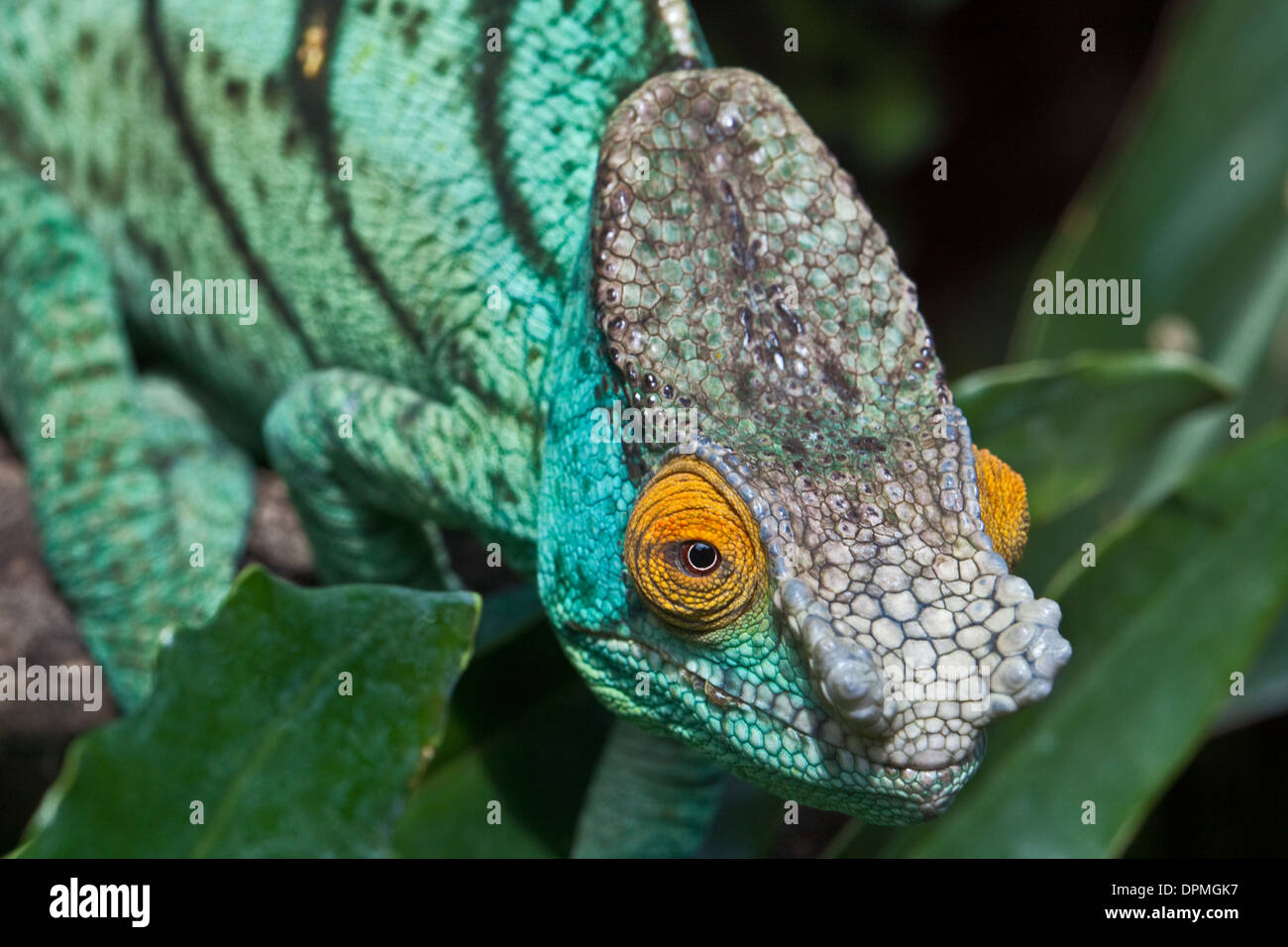 Parsons chameleon hi-res stock photography and images - Alamy