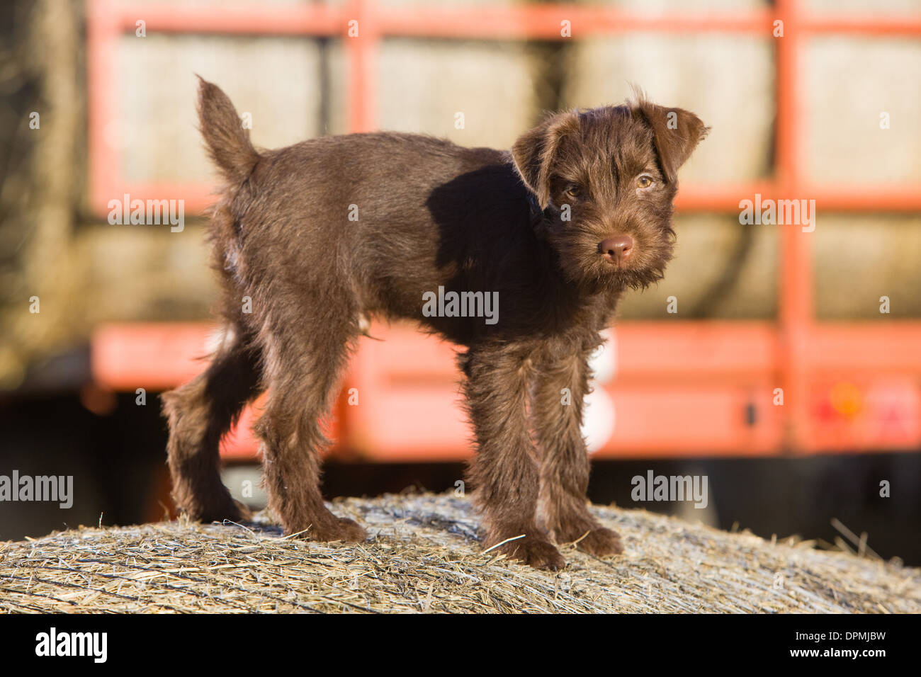 A 12 week old Chocolate Patterdale Terrier photographed on a bale of ...