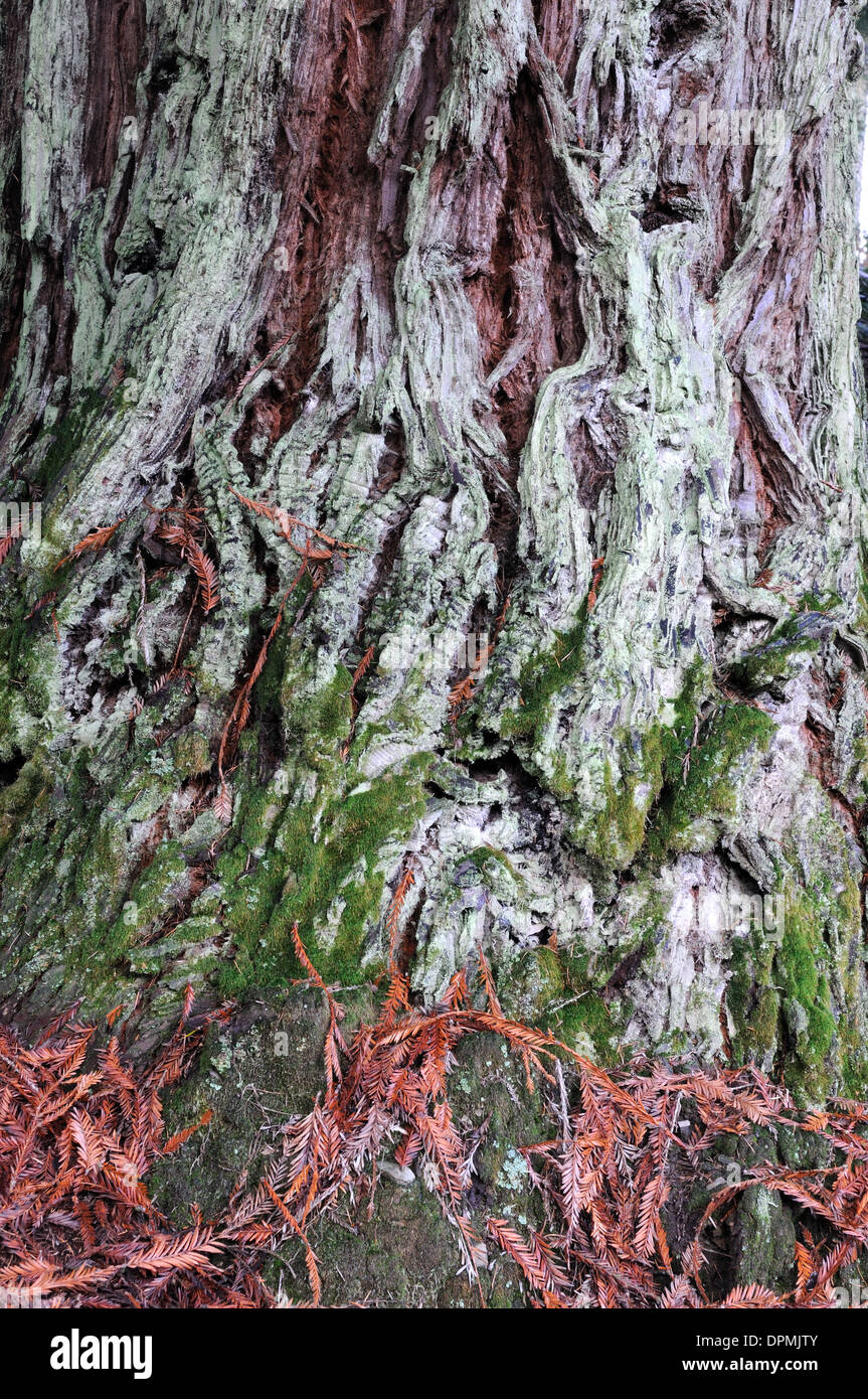 Coast Redwood Tree Stock Photos & Coast Redwood Tree Stock Images - Alamy