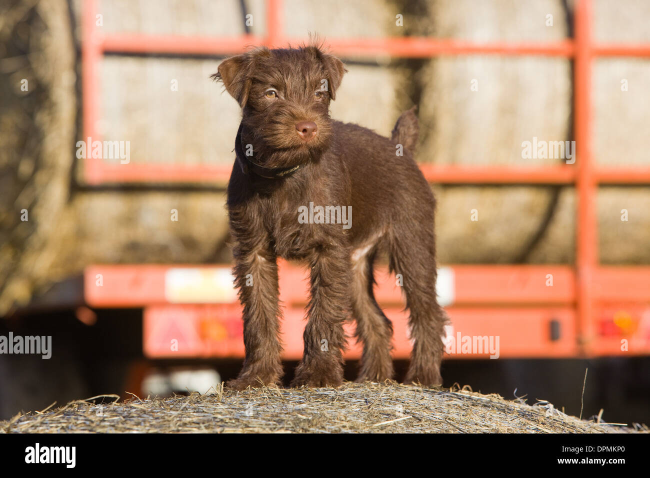 A 12 week old Chocolate Patterdale Terrier photographed on a bale of ...