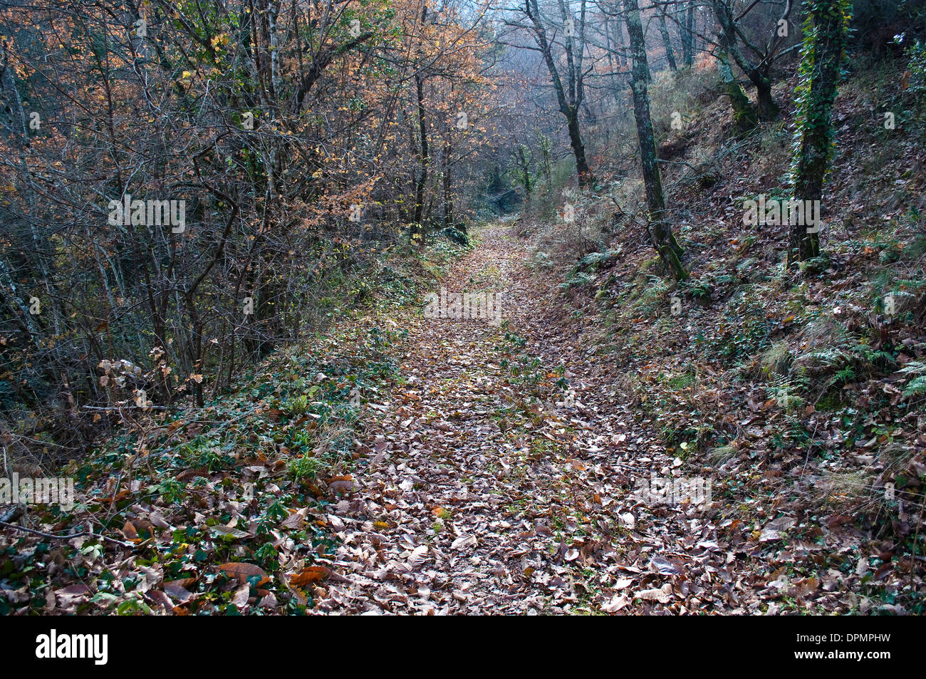 Woodland path in the Cevennes mountains, Gard, South France Stock Photo ...
