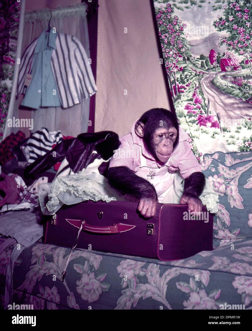 J fred muggs hi-res stock photography and images - Alamy