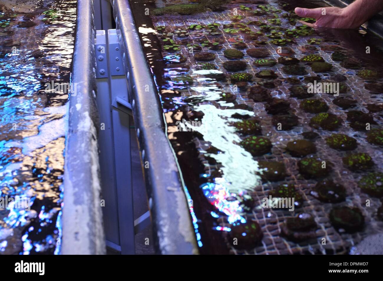 Coral bone graft hi-res stock photography and images - Alamy