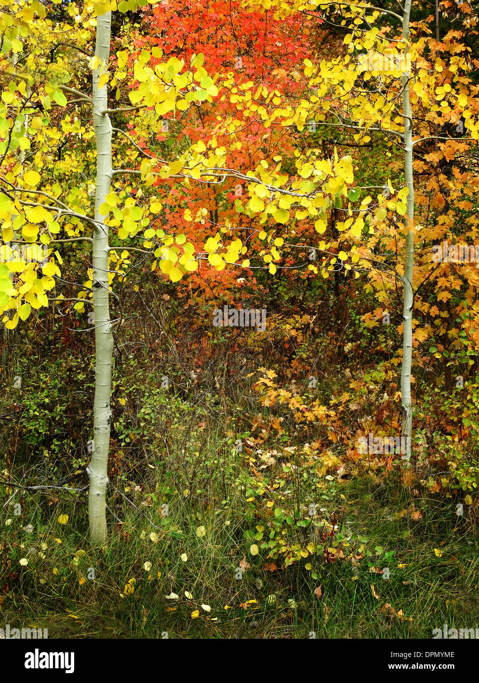 Birch maple pine and oak trees hi-res stock photography and images - Alamy