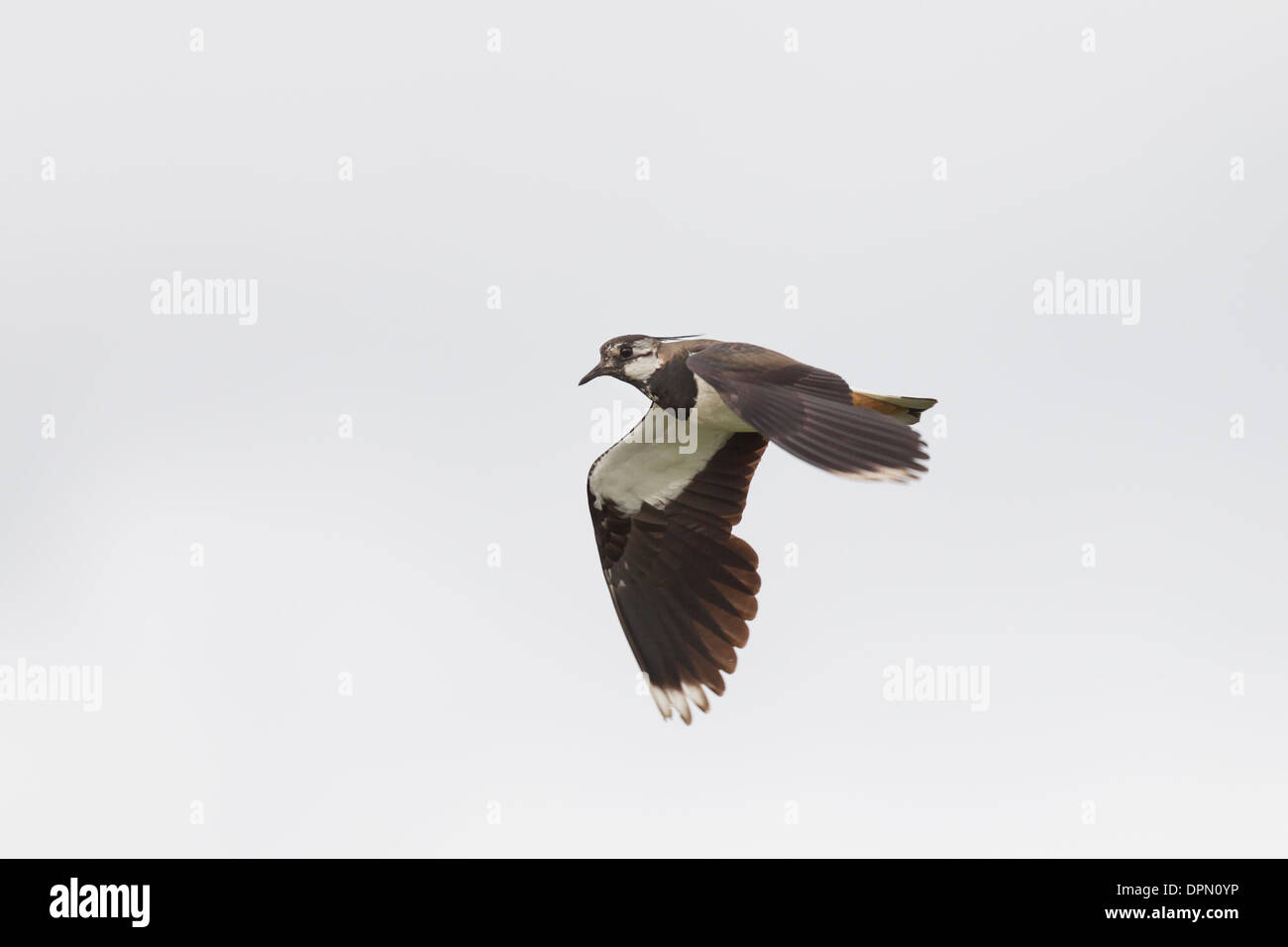 Vanellus vanellus Green Plover Kiebitz Northern Lapwing Peewit Pewit ...