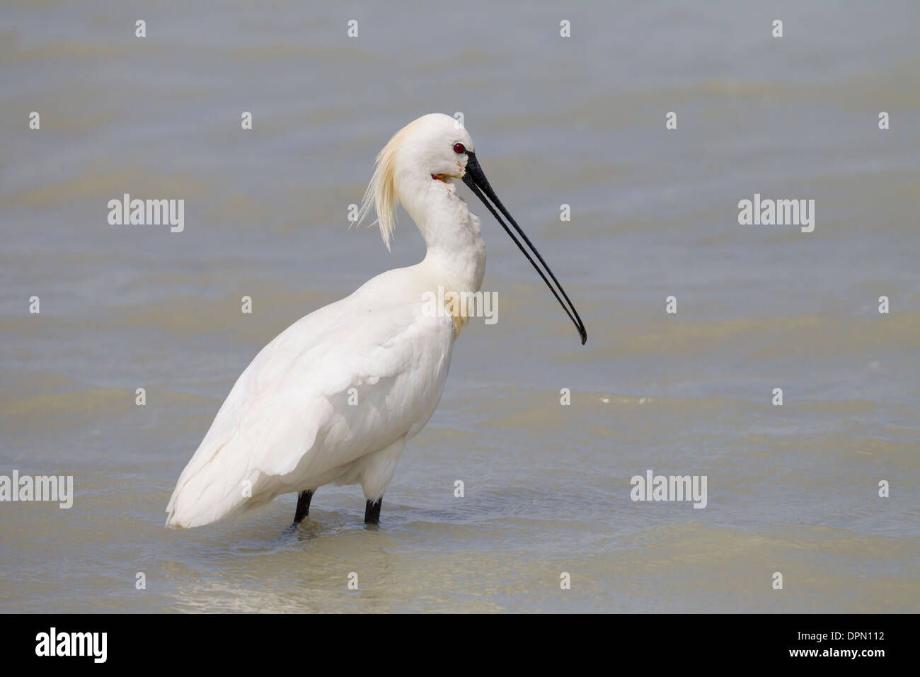 Platalea leucorodia Common Spoonbill Eurasian Spoonbill Loeffler Stock ...