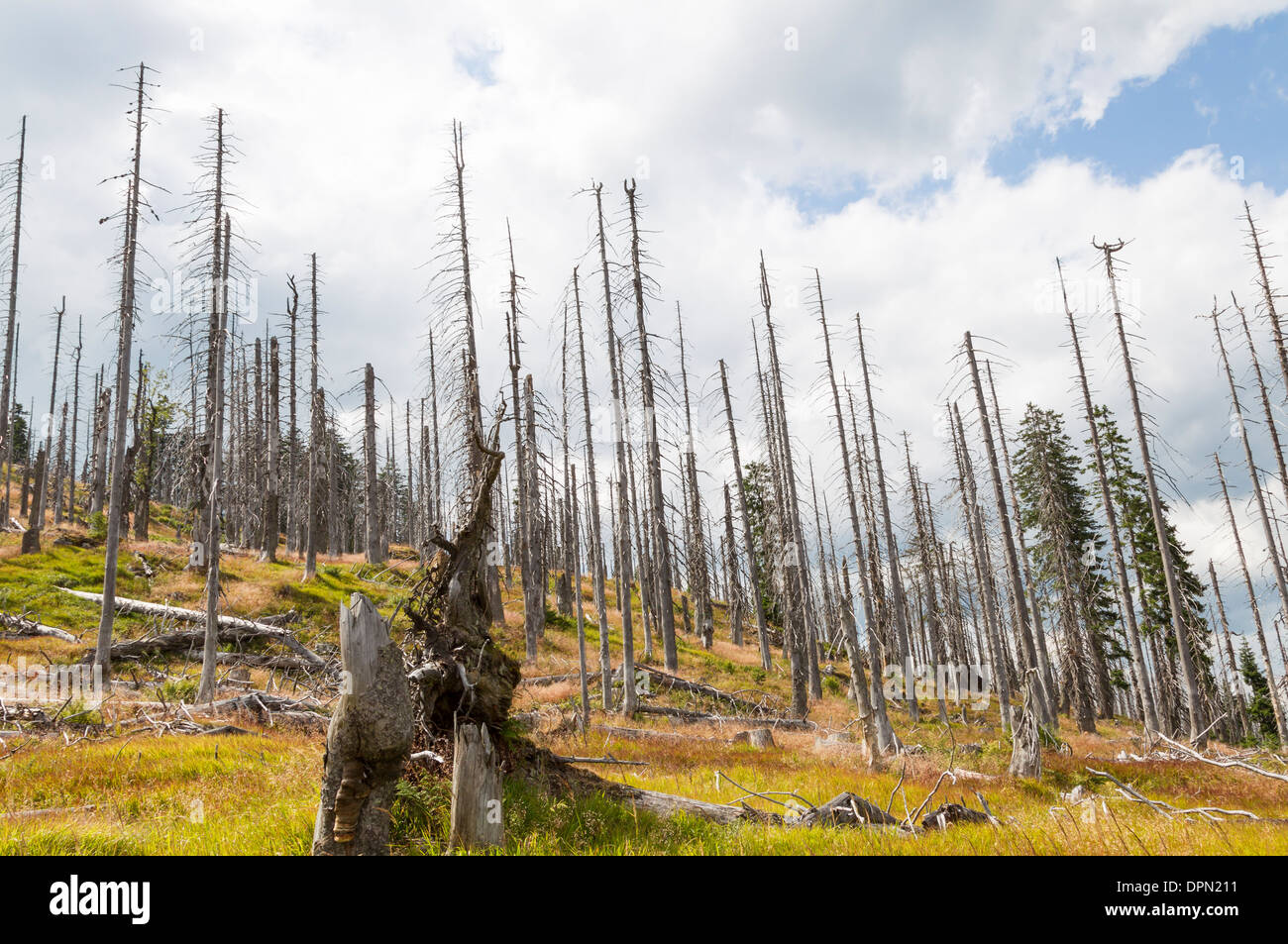 dead forest trees deadwood deforestation die death Stock Photo - Alamy