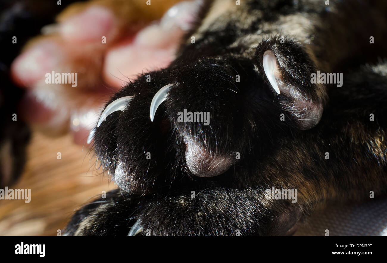 Cats pad hi-res stock photography and images - Alamy