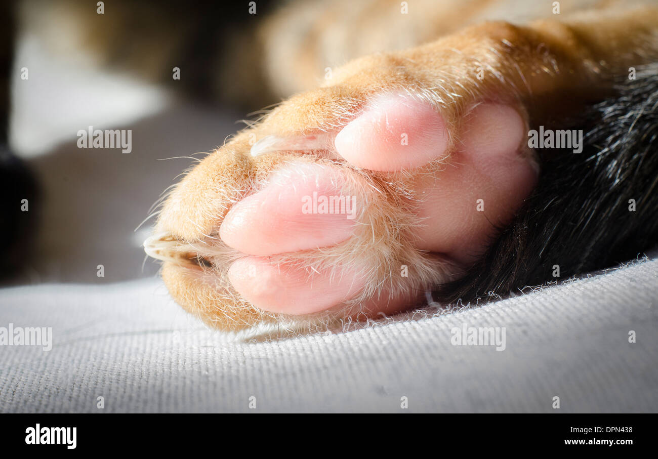 Paw pad hi-res stock photography and images - Alamy