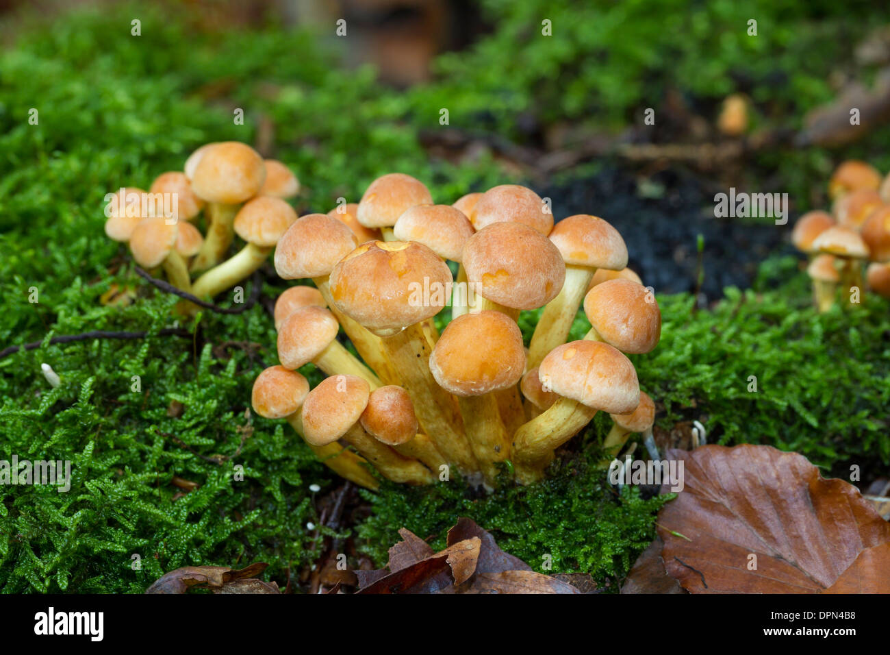 Agaricales Strophariaceae mushrooms Schwefelkoepfe Stock Photo - Alamy