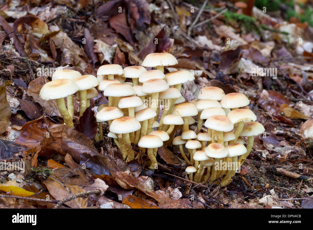 Agaricales Schwefelkoepfe Strophariaceae mushrooms Stock Photo - Alamy