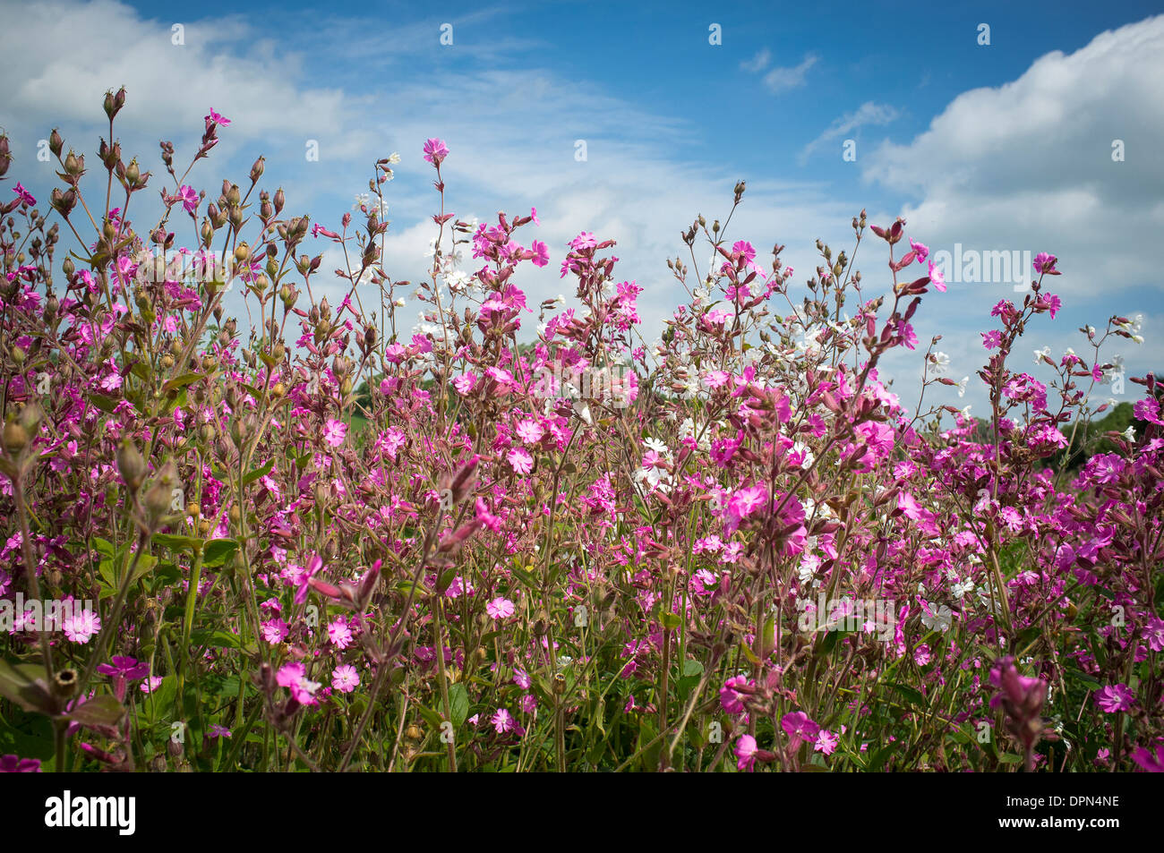 Pretty pink flowers at the edge of a field in the English countryside ...