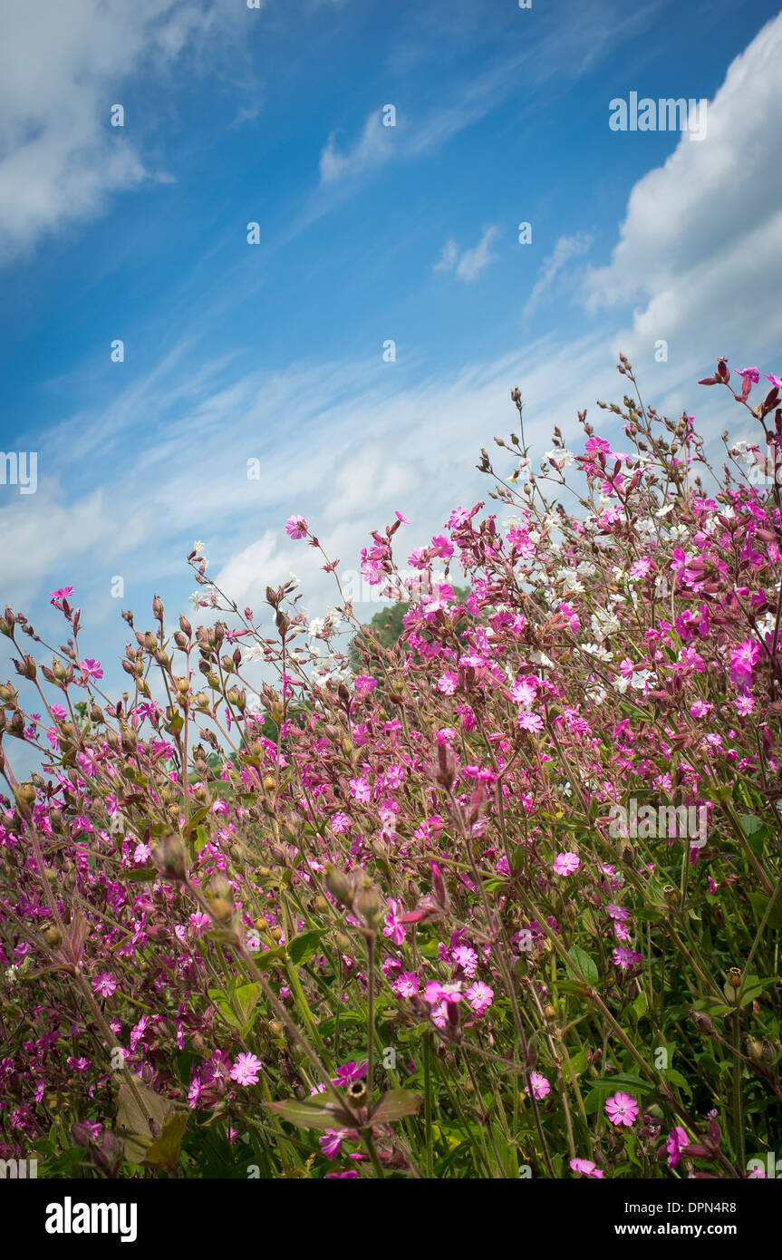 Pretty pink flowers at the edge of a field in the English countryside ...