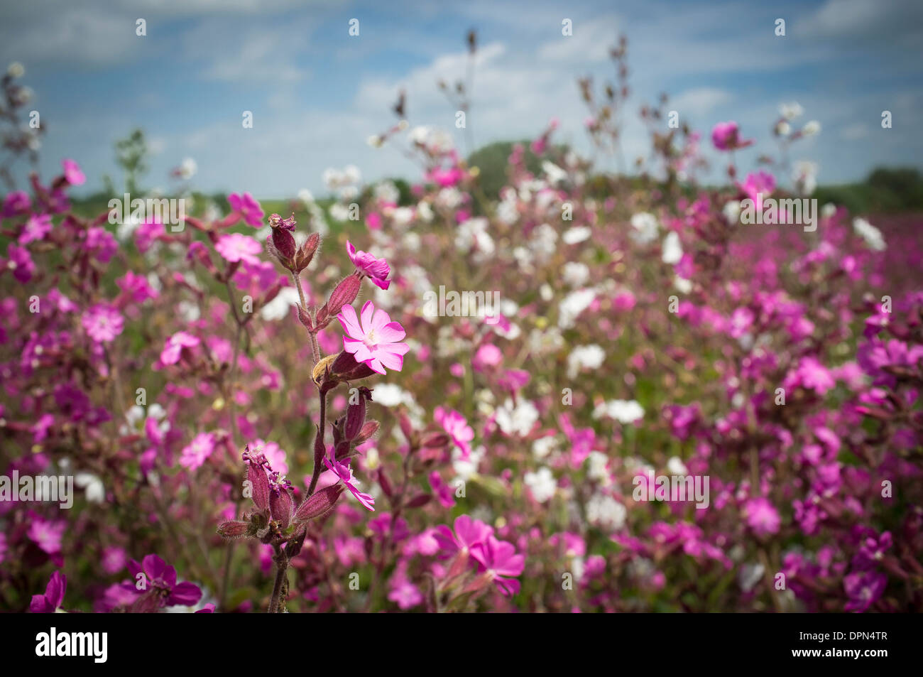 Pretty pink flowers at the edge of a field in the English countryside ...