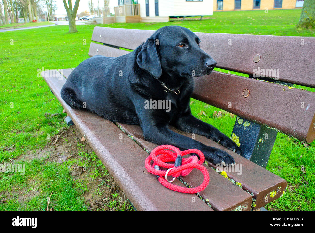 Black Labrador dog sitting on a bench Stock Photo - Alamy