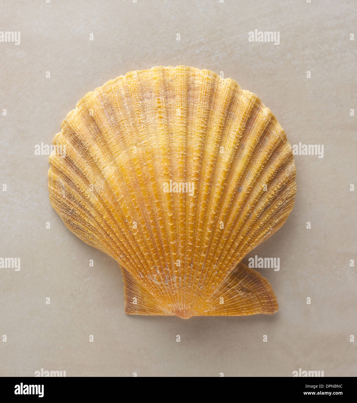 Bi valve mollusc hi-res stock photography and images - Alamy