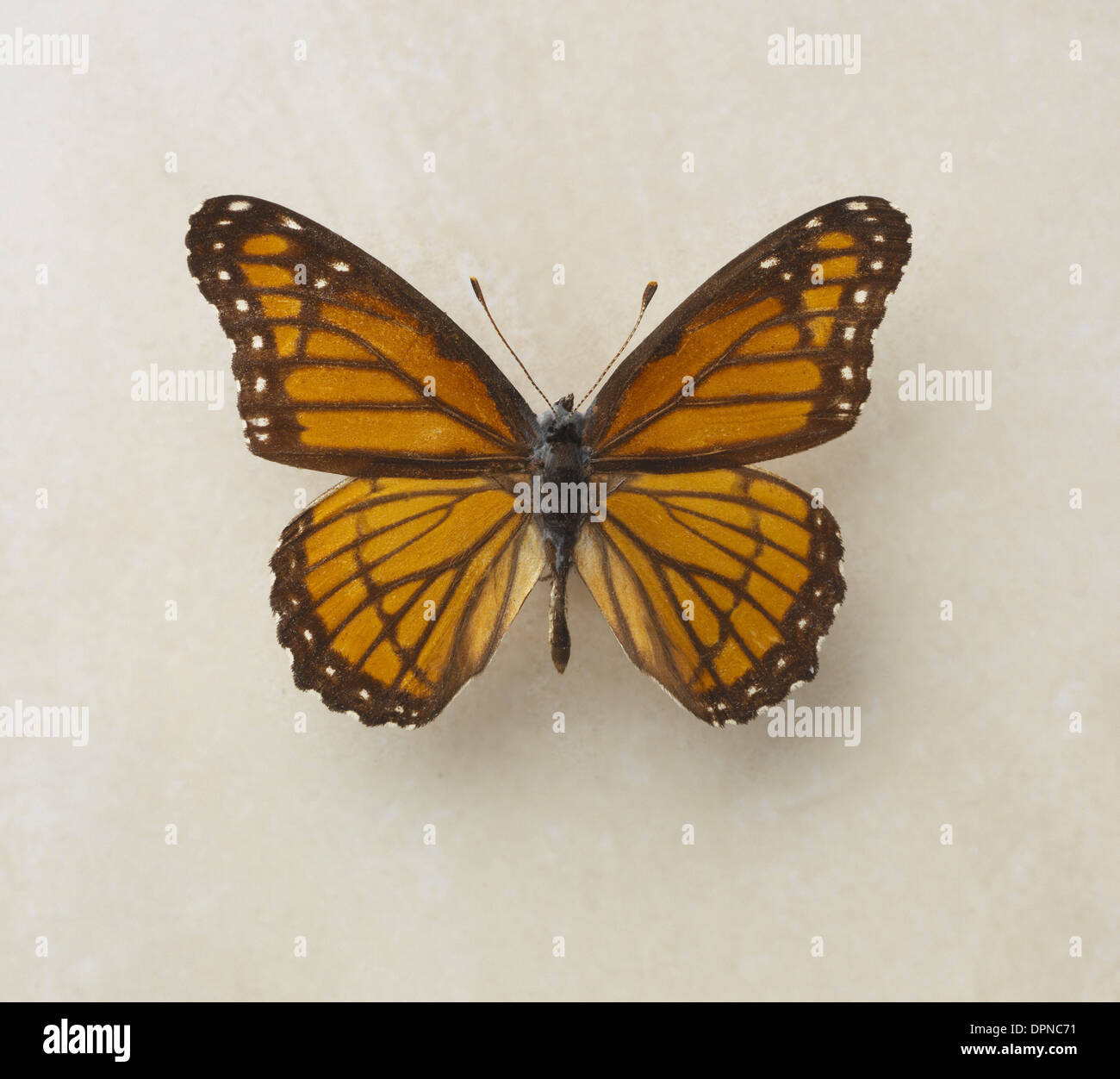 Butterfly specimens hi-res stock photography and images - Alamy