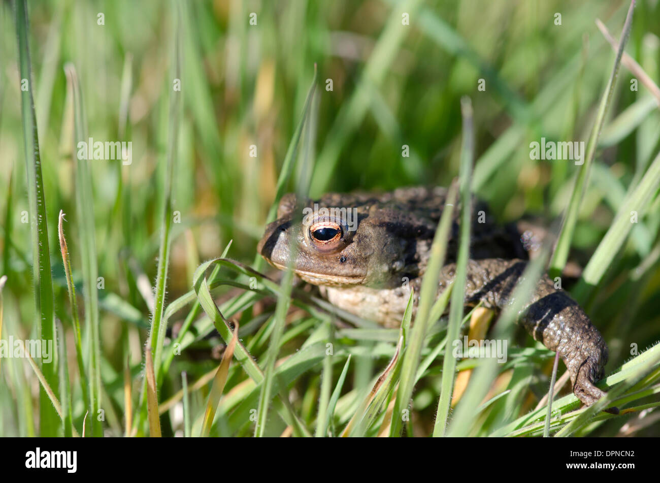 A toad in the grass near Frizington, Cumbria, England, UK Stock Photo ...