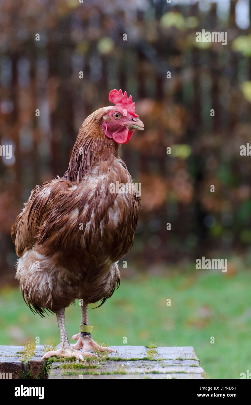 A egg-laying hen strutting her stuff in my garden. Woke up to find this ...