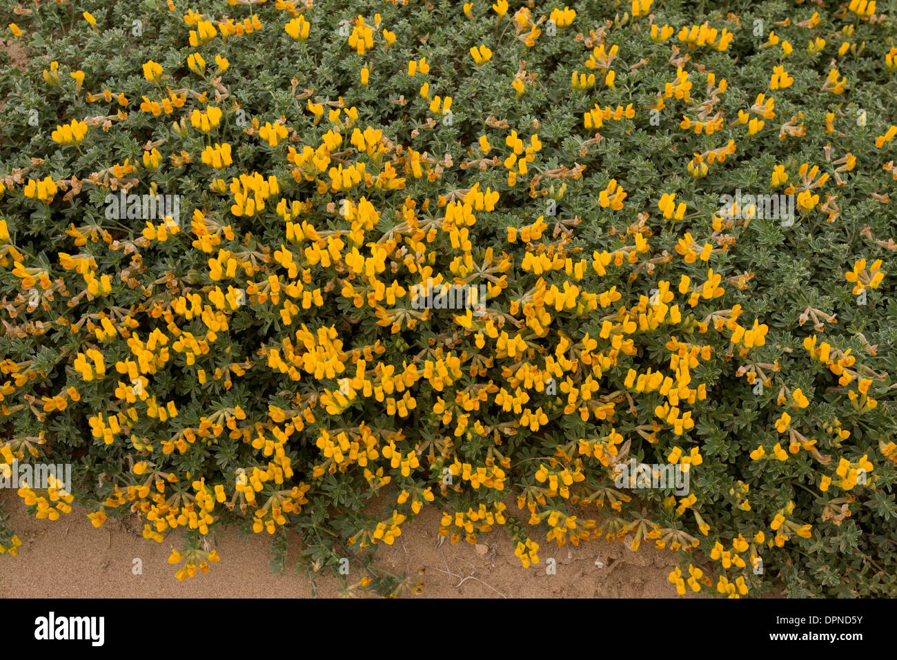 A mediterranean bird's foot trefoil, Lotus creticus on the cliffs of ...