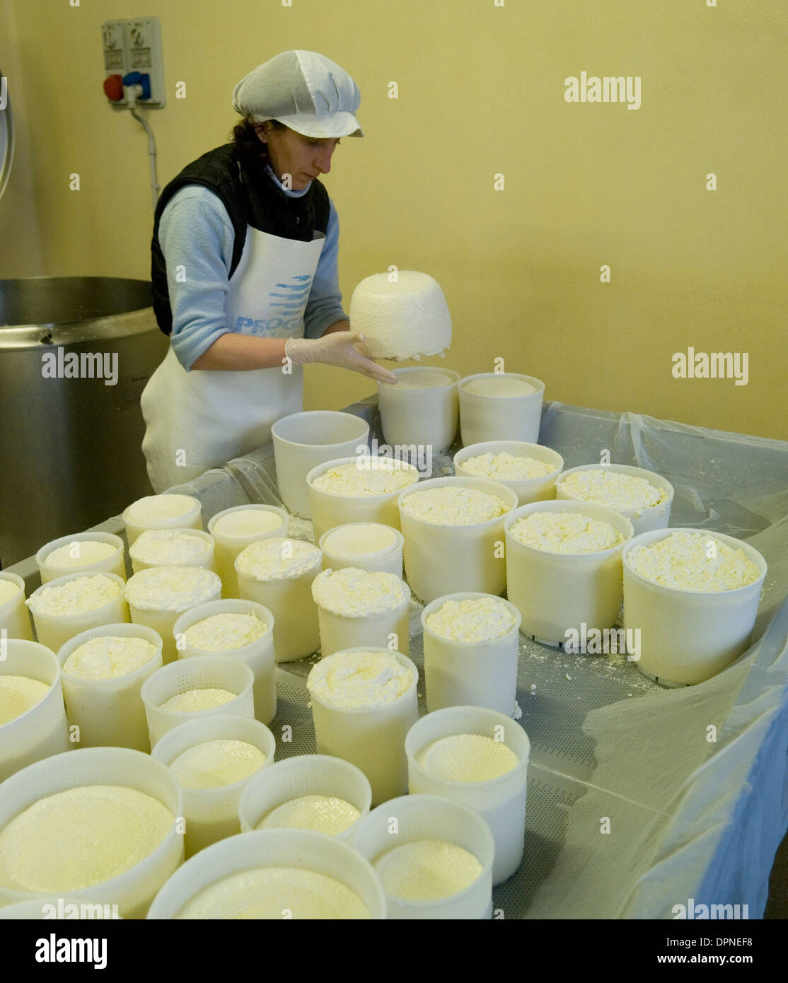 Organic ricotta cheese production, in Casalfiumanese, in the Santerno ...