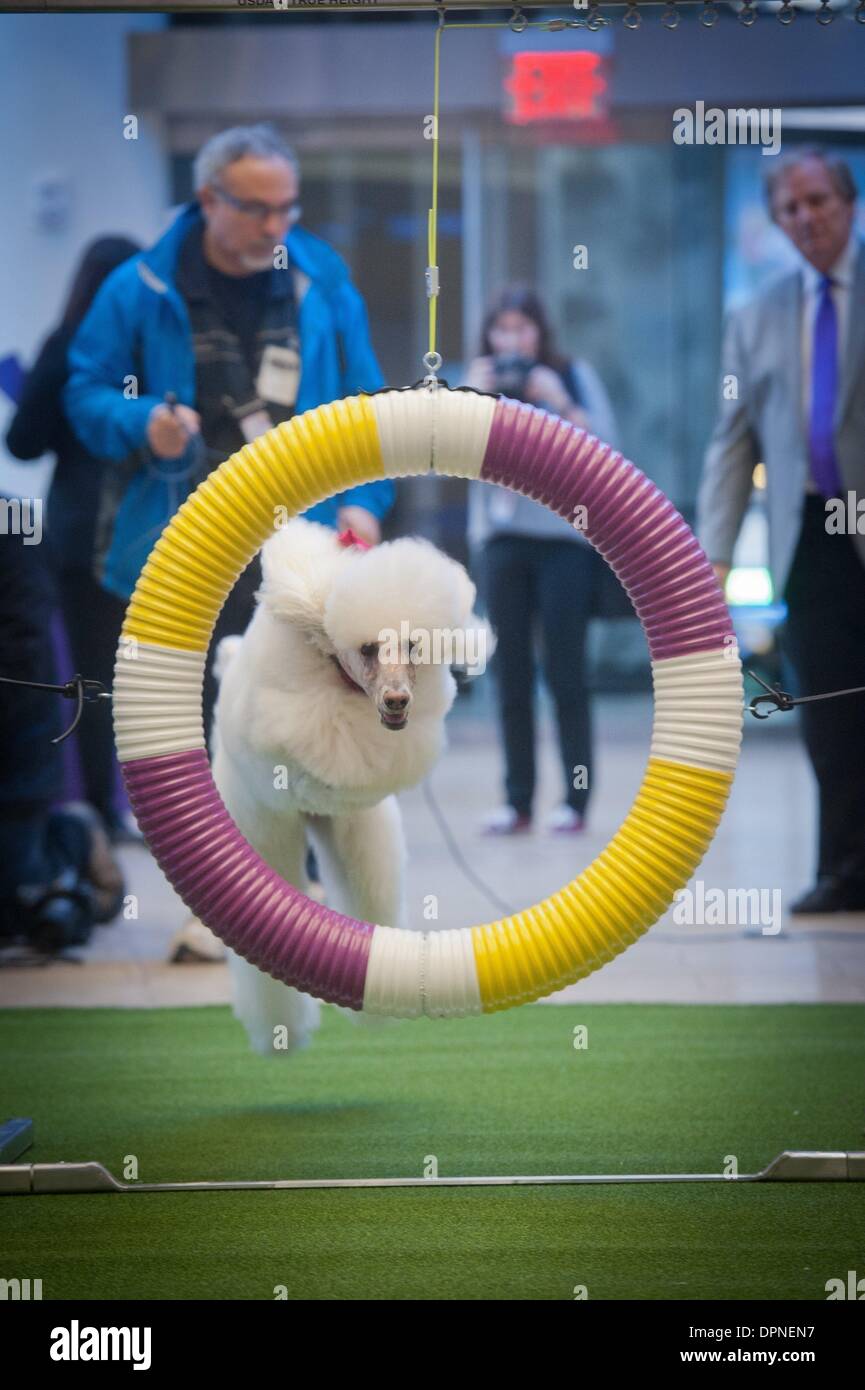 Standard poodle agility hi-res stock photography and images - Alamy