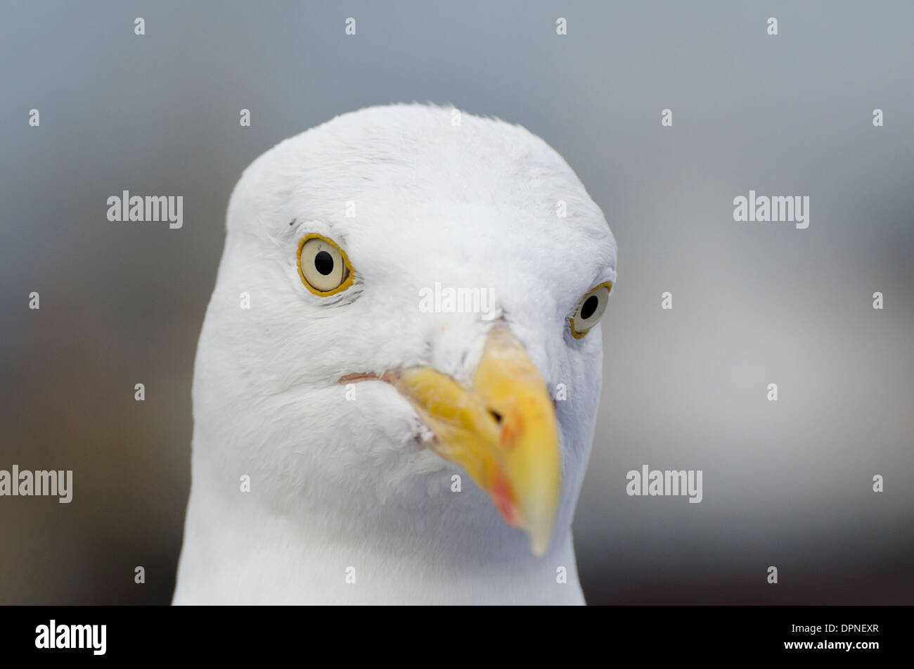 Back and head of a bird hi-res stock photography and images - Alamy
