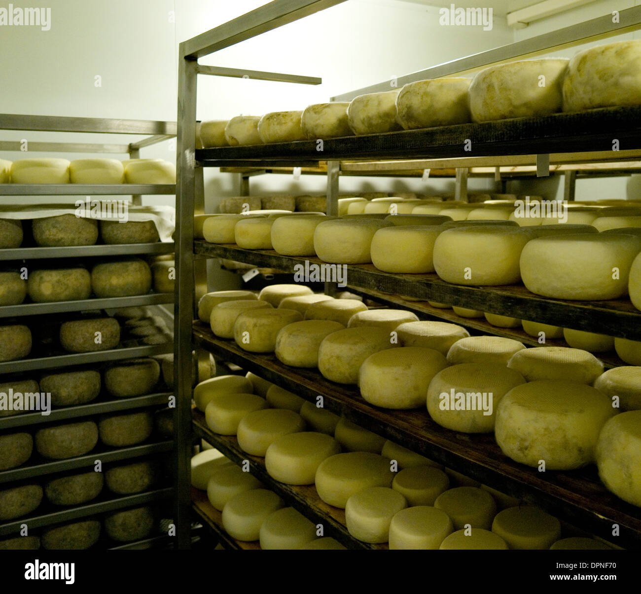 Organic ricotta cheese production, in Casalfiumanese, in the Santerno ...