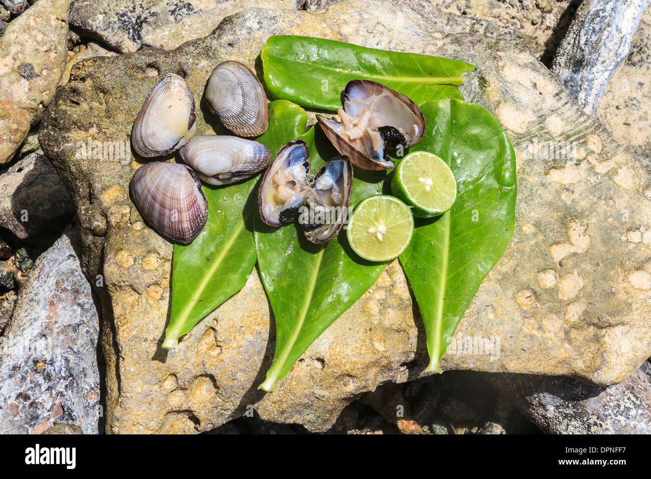 Mangrove leaves hi-res stock photography and images - Alamy