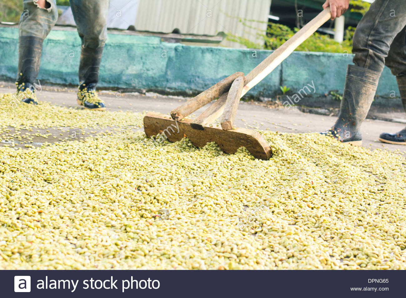 Sun Drying Beans High Resolution Stock Photography and Images - Alamy