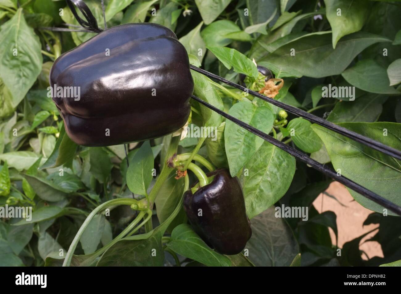 Experiments with a variety of pepper species are held at the Arava R&D ...