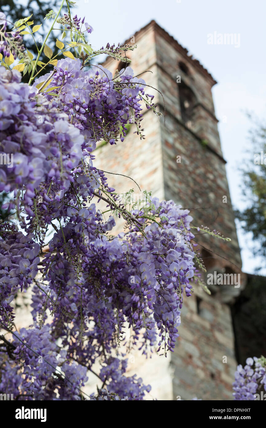 Wisteria italy hi-res stock photography and images - Alamy