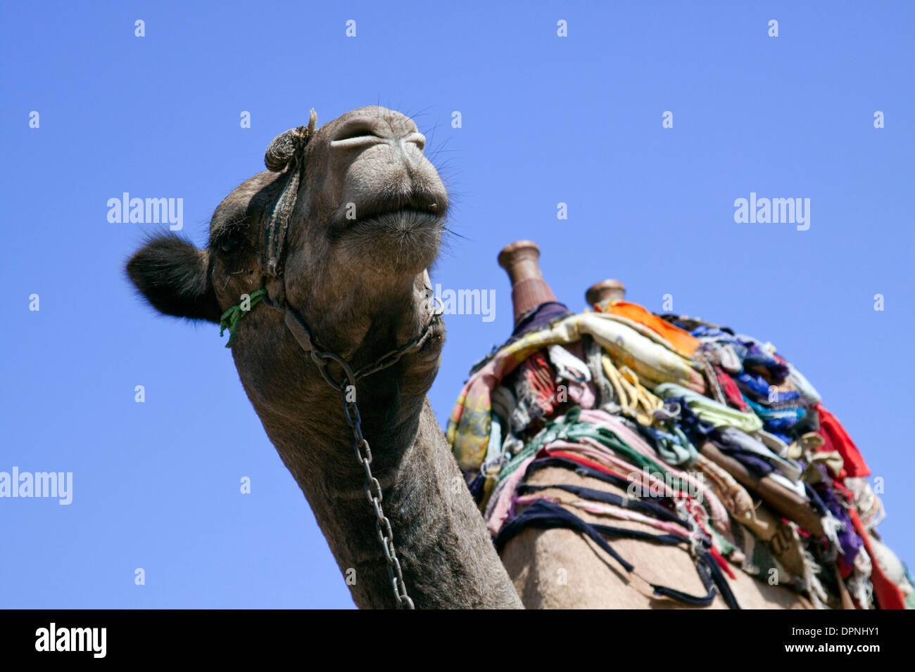Camel saddle hi-res stock photography and images - Alamy