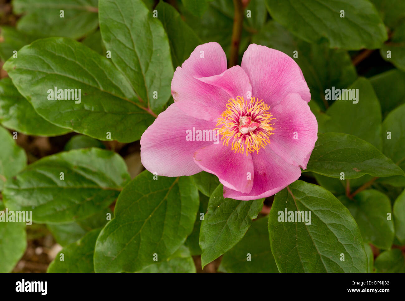 Paeonia mascula hi-res stock photography and images - Alamy