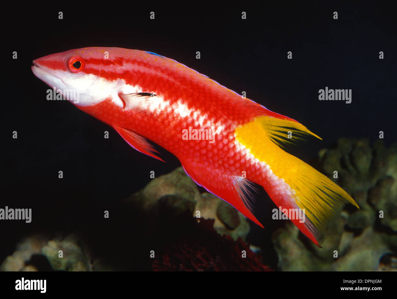 Tropical atlantic ocean reef fish fishes roberto nistri horizontal ...