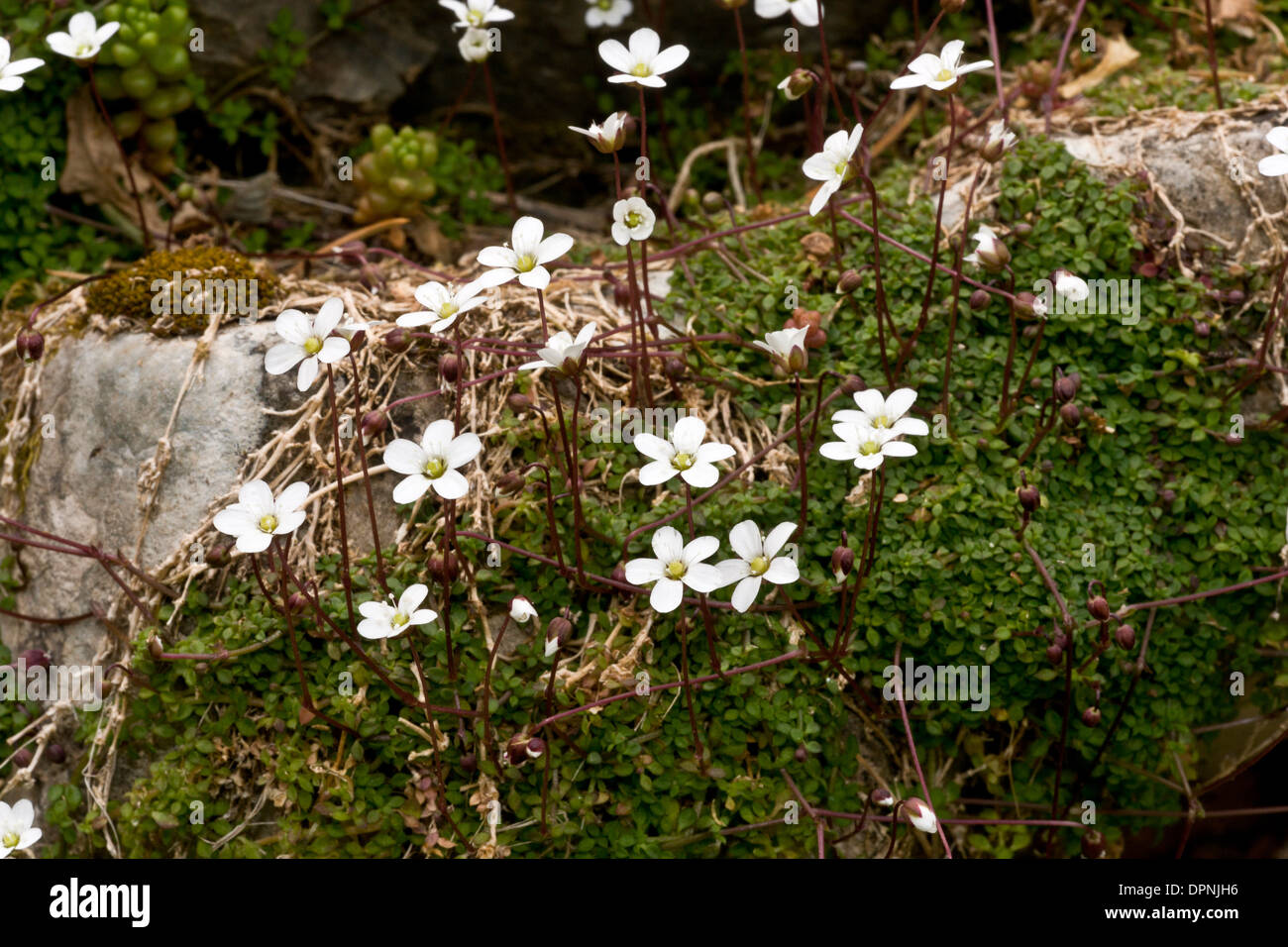 Mossy sandwort hi-res stock photography and images - Alamy
