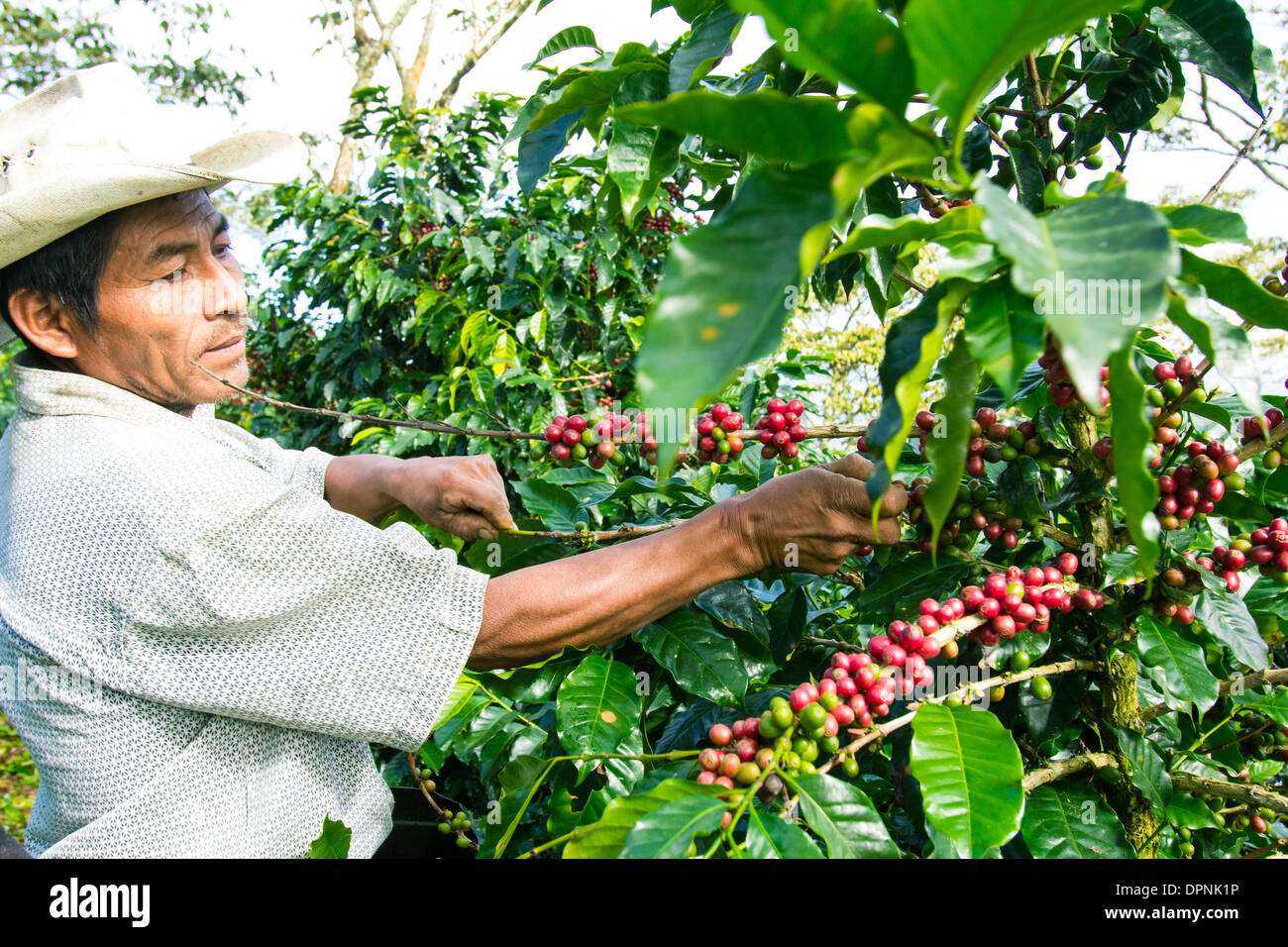 Workers coffee plantation hi-res stock photography and images - Alamy