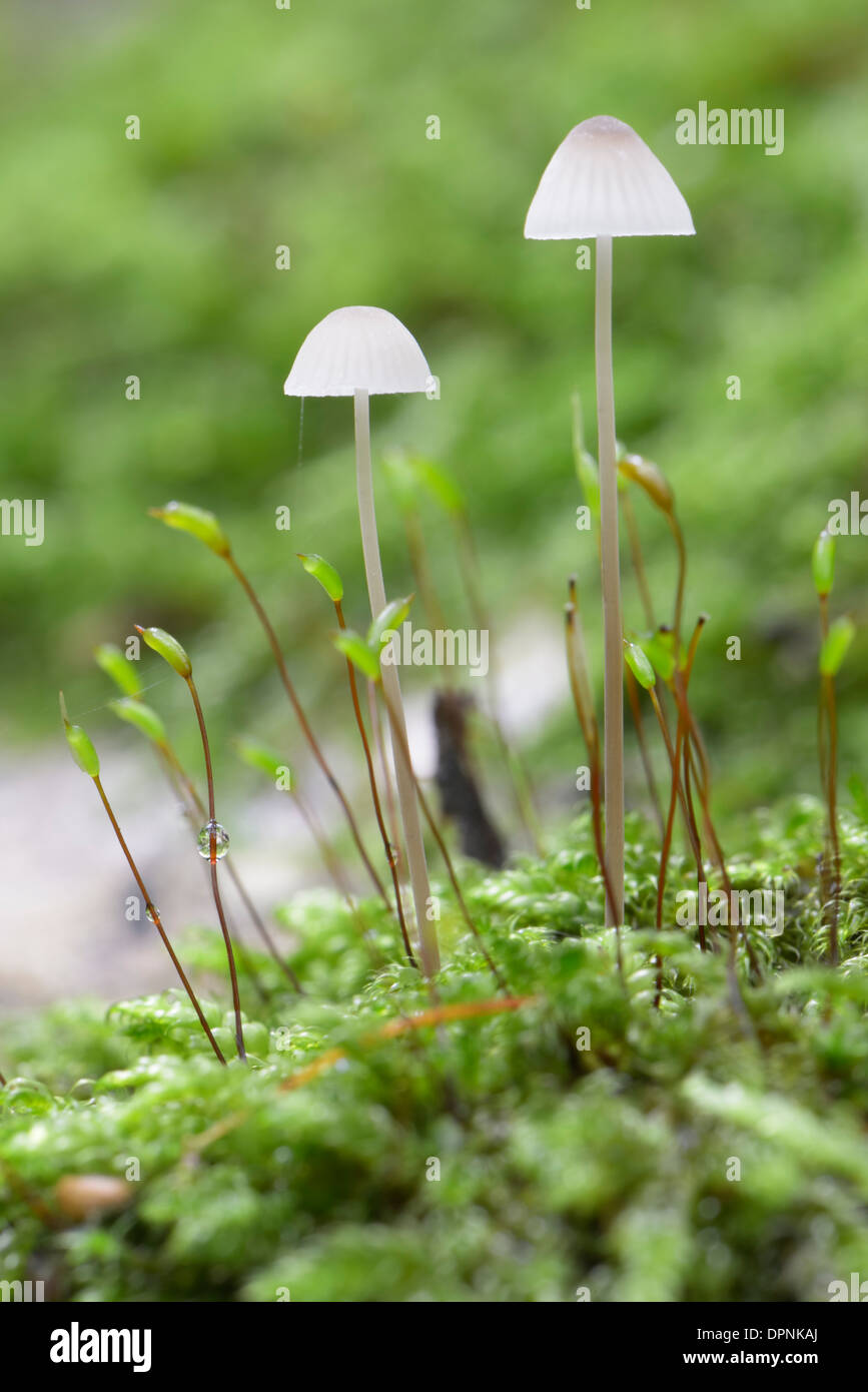 Mycena Galericulata High Resolution Stock Photography and Images - Alamy