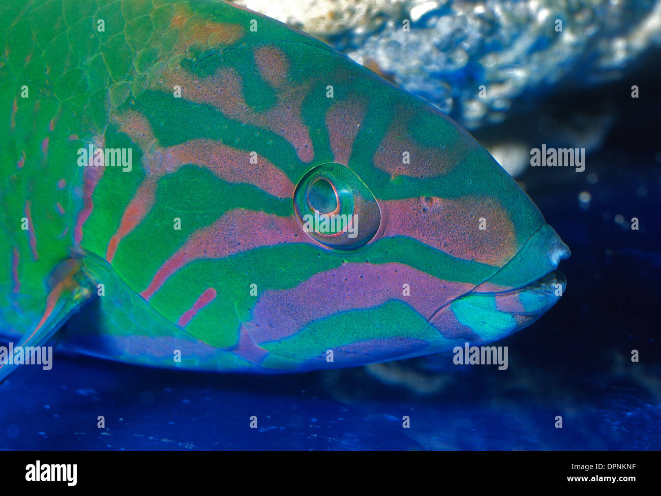 Lyretail Wrasse (Thalassoma lunare), Labridae, Indo-Pacific Ocean, Red ...