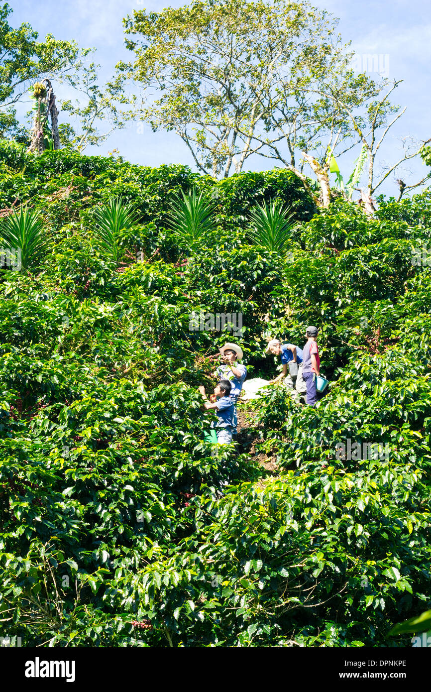 Workers coffee plantation hi-res stock photography and images - Alamy