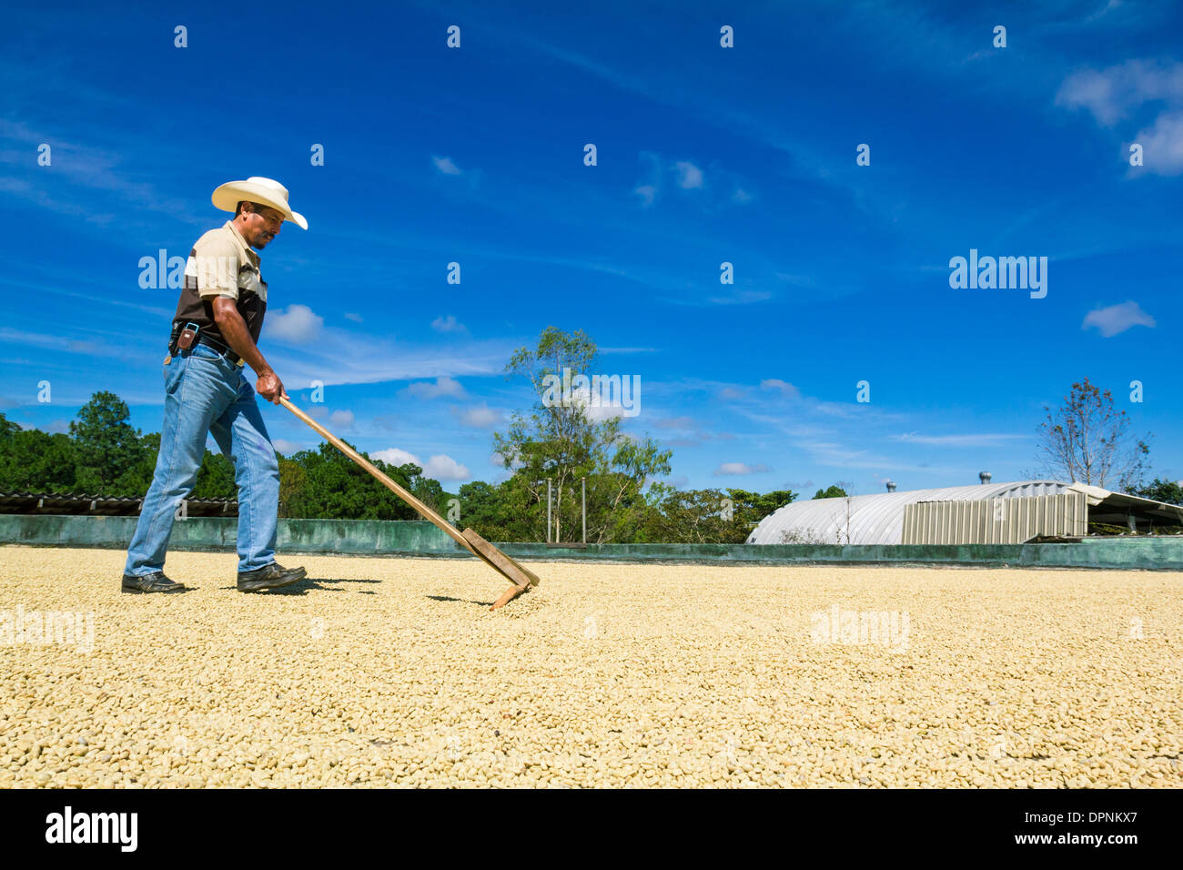 Man rakes coffee beans drying in sun Stock Photo - Alamy